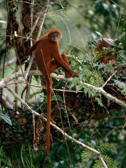 Red Leaf Monkey | Animal of the world Wiki | Fandom