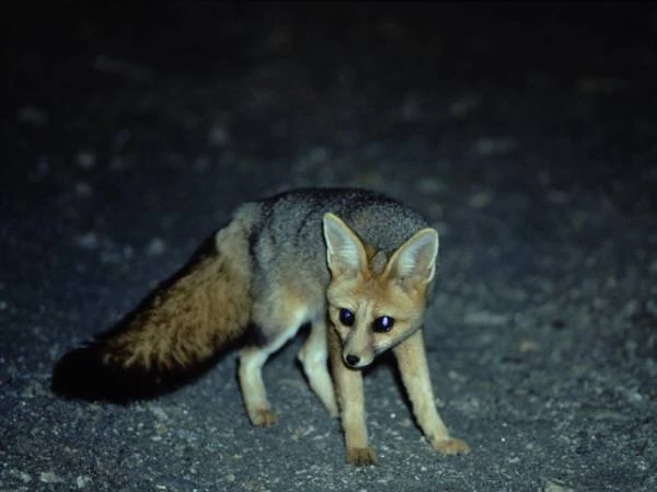 Cape Fox | Animal of the world Wiki | Fandom