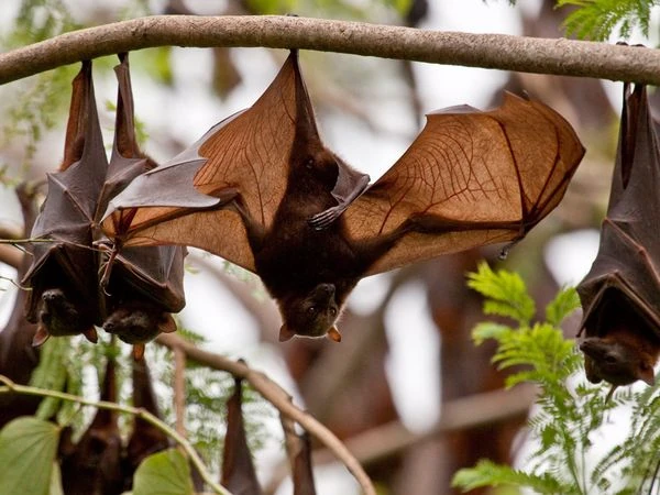 Little Red Flying Fox | Animal of the world Wiki | Fandom