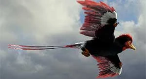 Alexornis | Animal of the world Wiki | Fandom