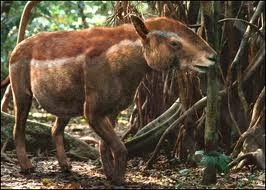 Propalaeotherium | Animal of the world Wiki | Fandom