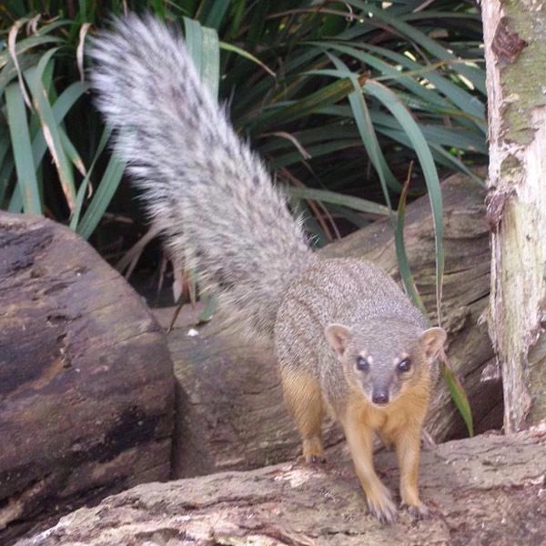 Narrow-Striped Mongoose | Animal of the world Wiki | Fandom