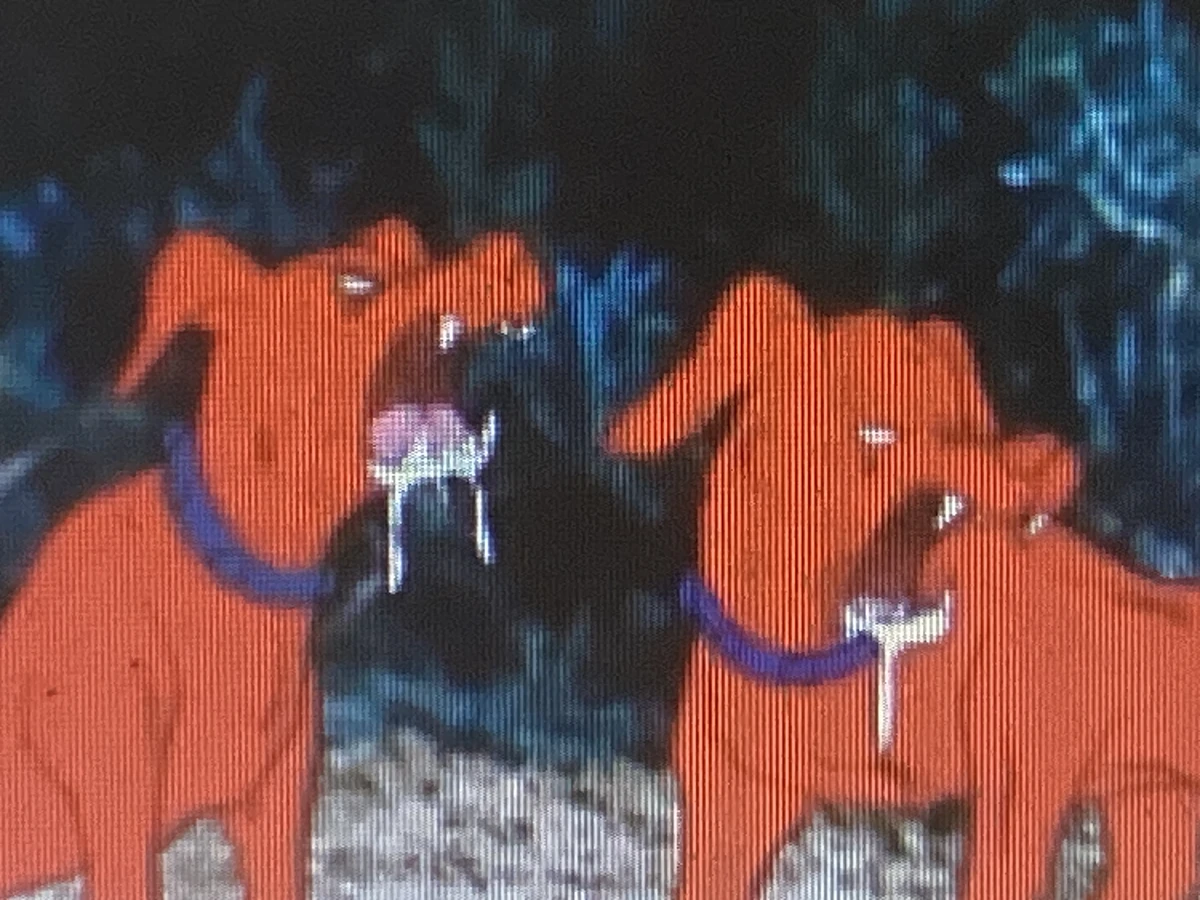 Red Dogs | Animal of the world Wiki | Fandom