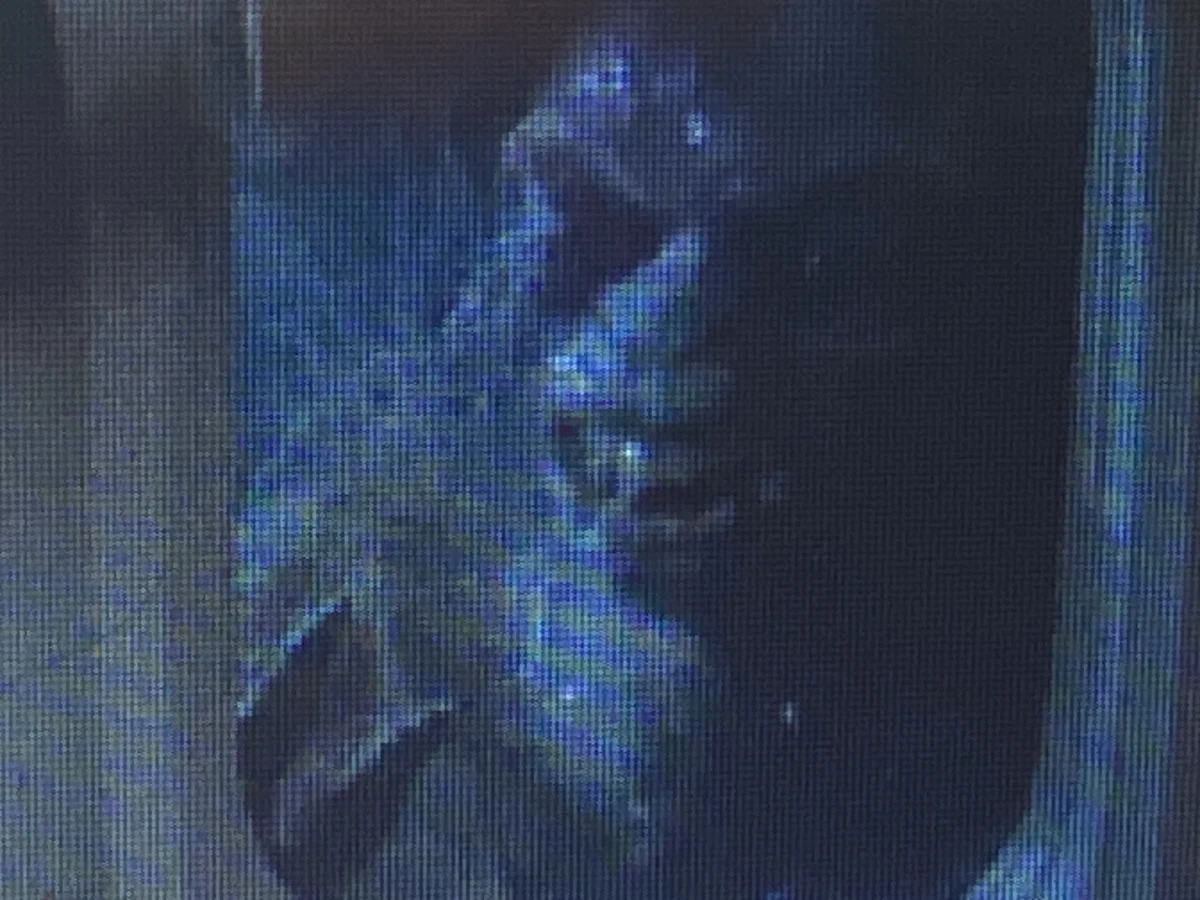 The Evil Gremlin | Animal of the world Wiki | Fandom