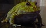 Devil Frog | Animal of the world Wiki | Fandom