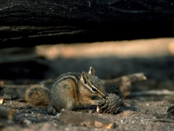 Chipmunk | Animal of the world Wiki | Fandom