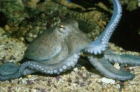 Common Octopus | Animal of the world Wiki | Fandom