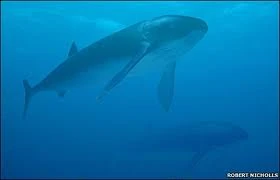 Leedsichthys | Animal of the world Wiki | Fandom