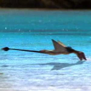 Rhamphorhynchus | Animal of the world Wiki | Fandom