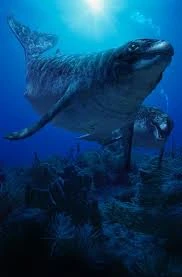 Dorudon | Animal of the world Wiki | Fandom