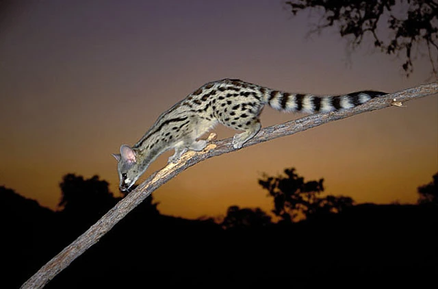 Johnston's Genet | Animal of the world Wiki | Fandom