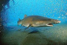 Sand Tiger Shark | Animal of the world Wiki | Fandom