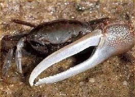 Fiddler Crab | Animal of the world Wiki | Fandom