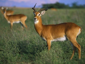 White-Eared Kob | Animal of the world Wiki | Fandom