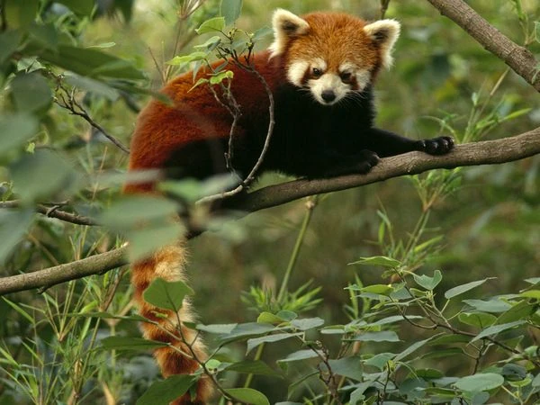 Red Panda | Animal of the world Wiki | Fandom