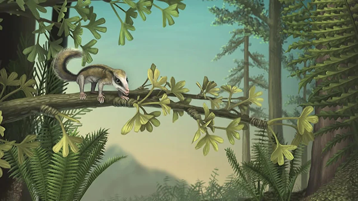 Agilodocodon | Animal of the world Wiki | Fandom