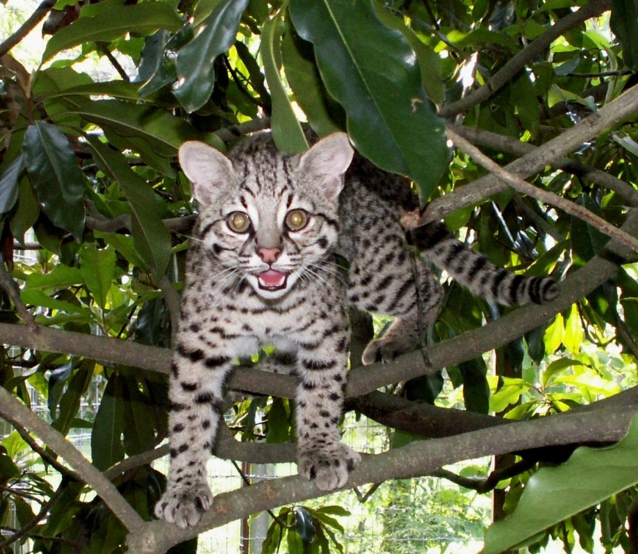 Geoffroy's Cat | Animal of the world Wiki | Fandom
