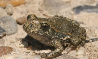 Common Midwife Toad | Animal of the world Wiki | Fandom