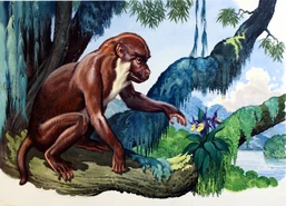 Aegyptopithecus | Animal of the world Wiki | Fandom