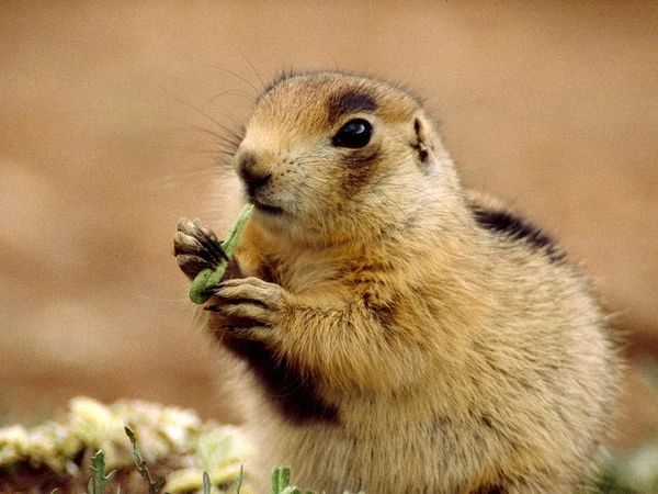 Prairie Dog | Animal of the world Wiki | Fandom