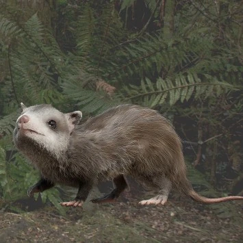 Alphadon | Animal of the world Wiki | Fandom