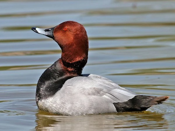 Canvasback | Animal of the world Wiki | Fandom