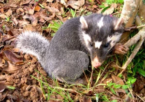 Javan Ferret-Badger | Animal of the world Wiki | Fandom