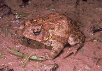 Houston Toad | Animal of the world Wiki | Fandom