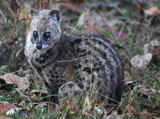 Malabar Large-Spotted Civet | Animal of the world Wiki | Fandom
