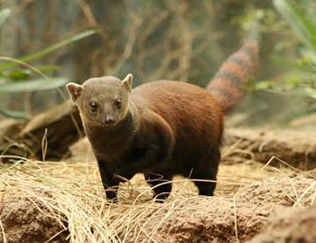 Ring-Tailed Mongoose | Animal of the world Wiki | Fandom