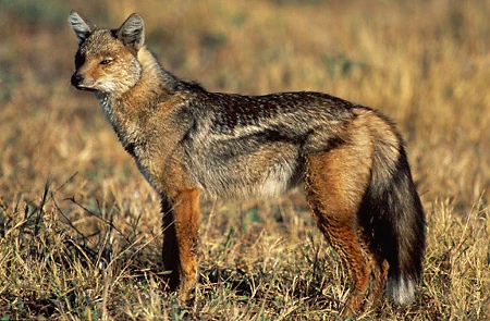 Side-Striped Jackal | Animal of the world Wiki | Fandom