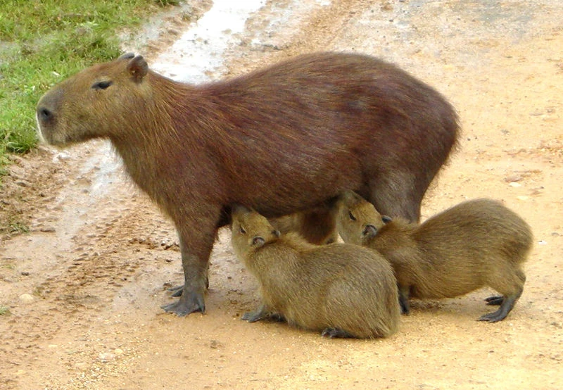 Hydrochoerus Hydrochaeris | Wiki Animalogía | Fandom