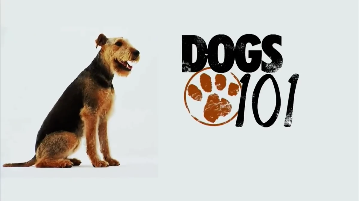 Dogs 101 | Animal Planet Broadcast Archives Wiki | Fandom