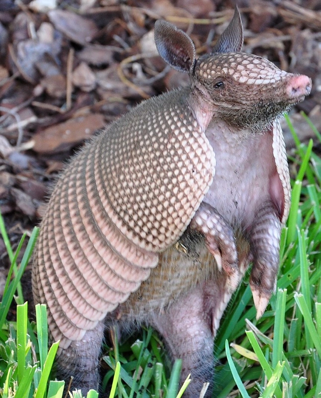 Armadillo de nueve bandas | Wiki Animalpedia | Fandom