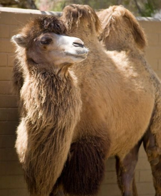 Camello bactriano | Wiki Animalpedia | Fandom