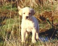 Perro | Wiki Animalpedia | Fandom