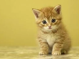 Gato | Wiki Animalpedia | Fandom