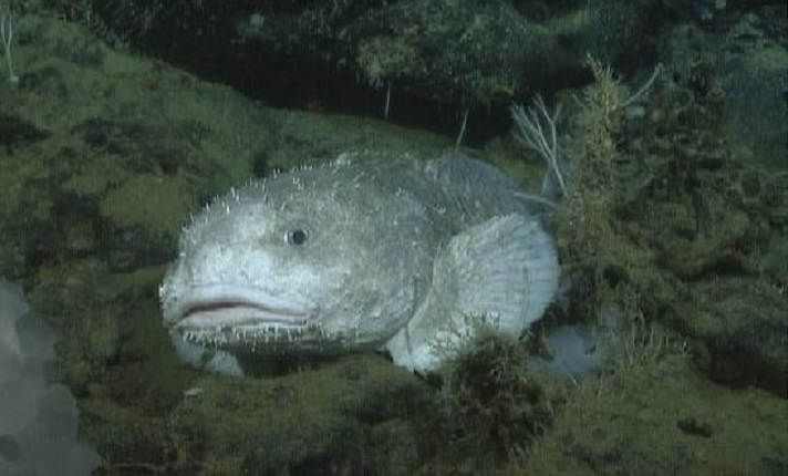 Pez borron | Wiki Animalpedia | Fandom