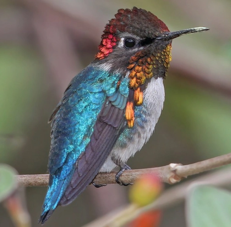 Colibrí zunzuncito | Wiki Animalpedia | Fandom