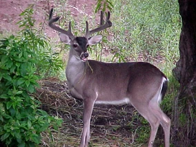 Venado De Cola Blanca