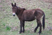 Burro | Wiki Animalpedia | Fandom