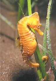 Caballo de mar | Wiki Animalpedia | Fandom