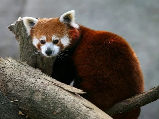 Panda Rojo | Wiki Animalpedia | Fandom