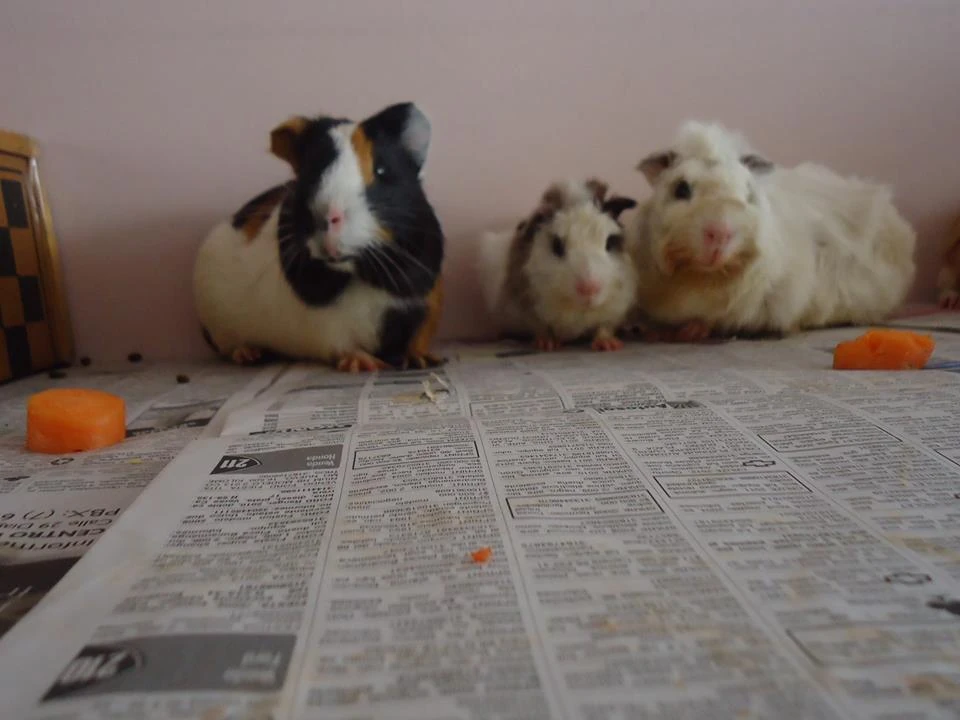 Cobayas | Wiki Animalpedia | Fandom