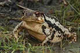 Sapo | Wiki Animalpedia | Fandom