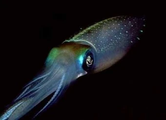 Calamar | Wiki Animalpedia | Fandom