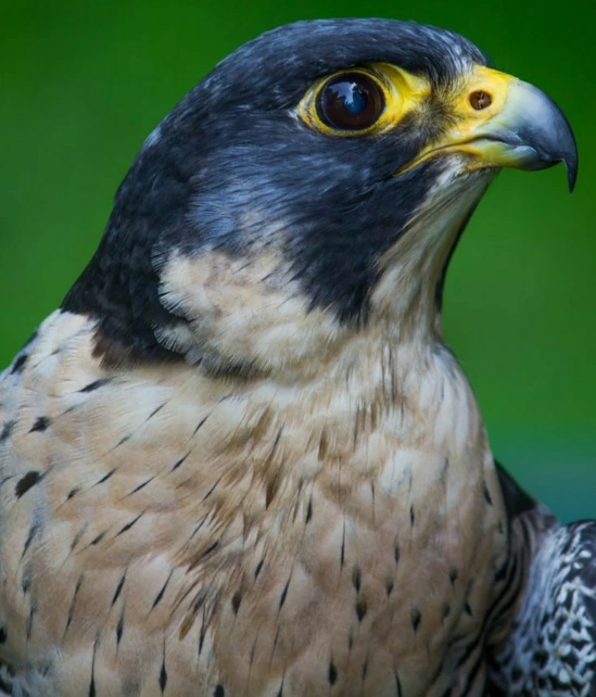 Halcón peregrino | Wiki Animalpedia | Fandom