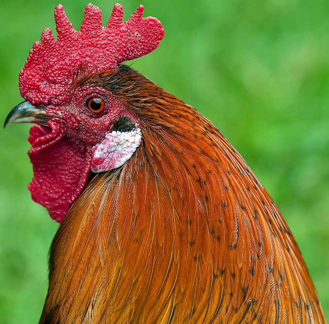 Gallo y gallina | Wiki Animalpedia | Fandom