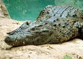 Cocodrilo del nilo | Wiki Animalpedia | Fandom