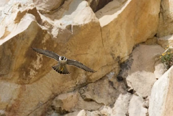 Halcón peregrino | Wiki Animalpedia | Fandom